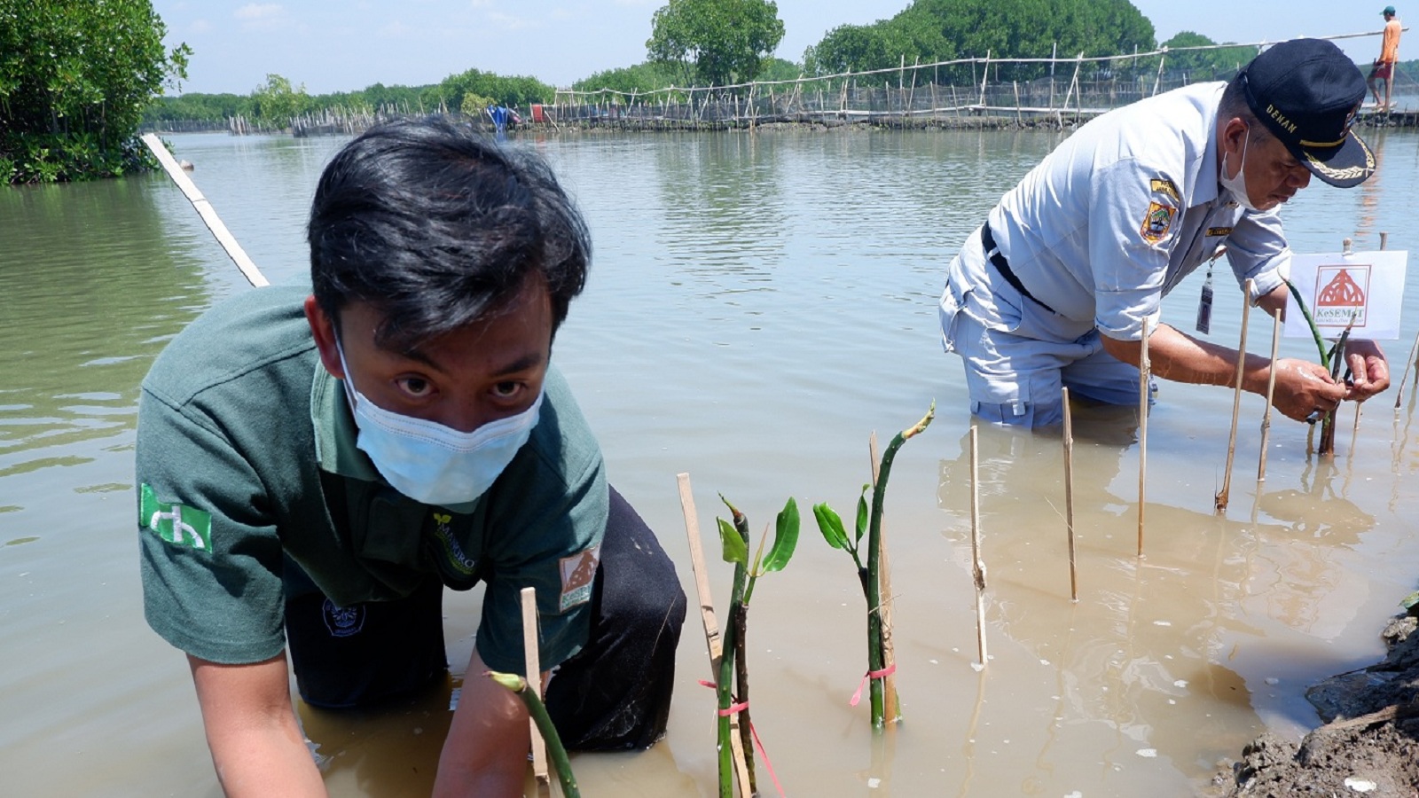 Penyulaman 1000 Bibit Mangrove di Semarang – Mangrove Tag