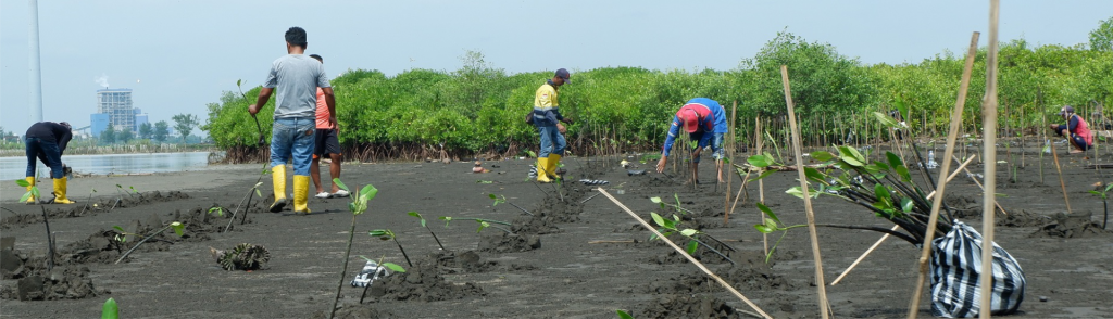 BERANDA - Mangrove Tag