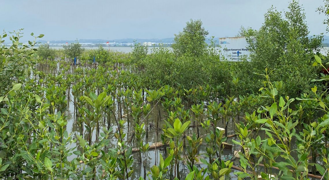 Mangrove Tag - Tanam dan Pantau Mangrove Kita!