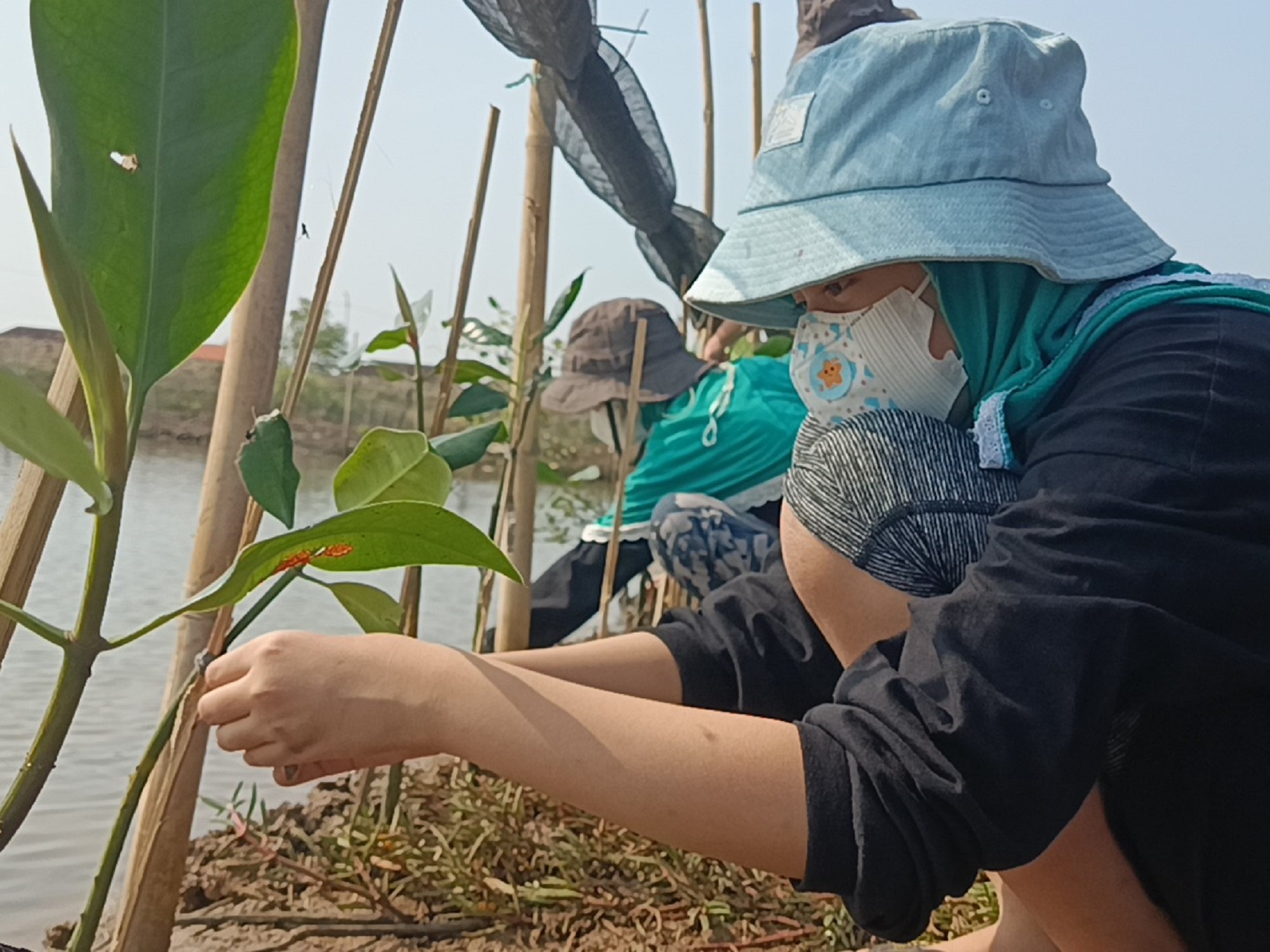 Hapus Jejak Karbon di Bumi, Mangrove Tag Lakukan Pendampingan Penanaman ...