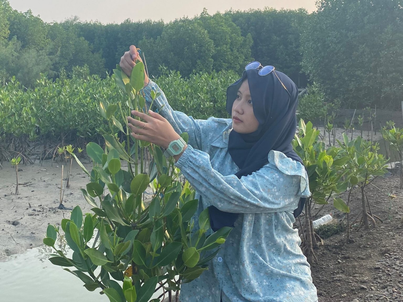 Mangrove Tag – Tanam dan Pantau Mangrove Kita!