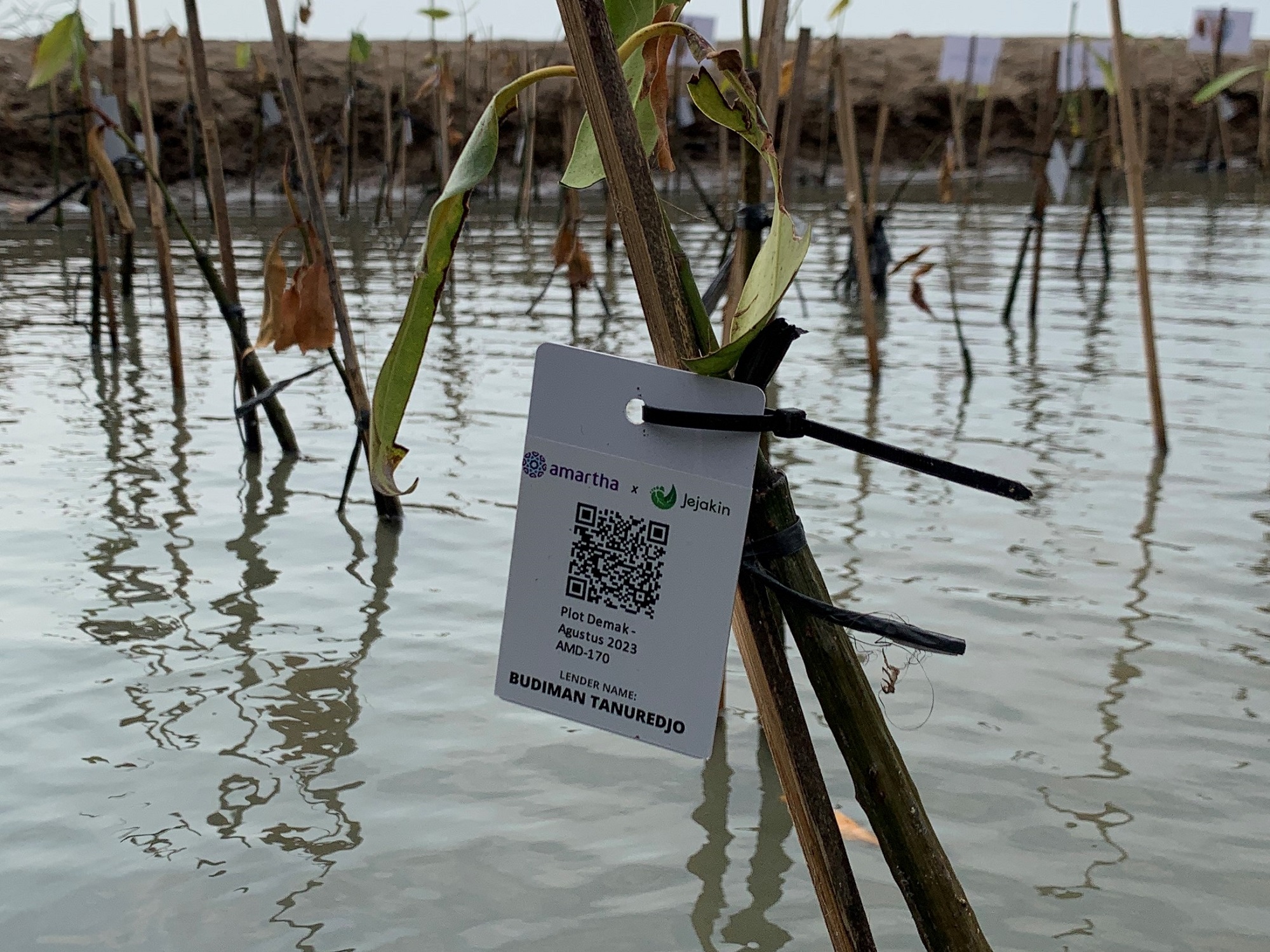 Hapus Jejak Emisi Karbon di Bumi, Mangrove Tag Lakukan Pemantauan 1.000 ...