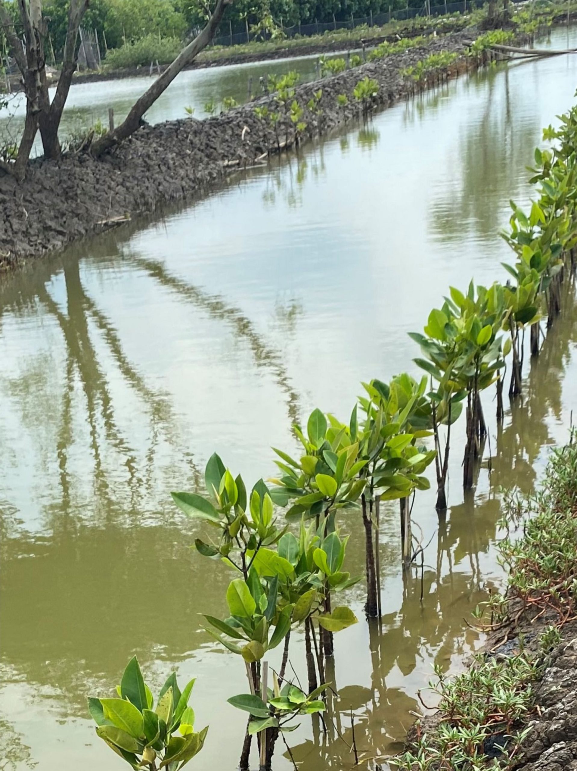 Mangrove Tag – Tanam dan Pantau Mangrove Kita!