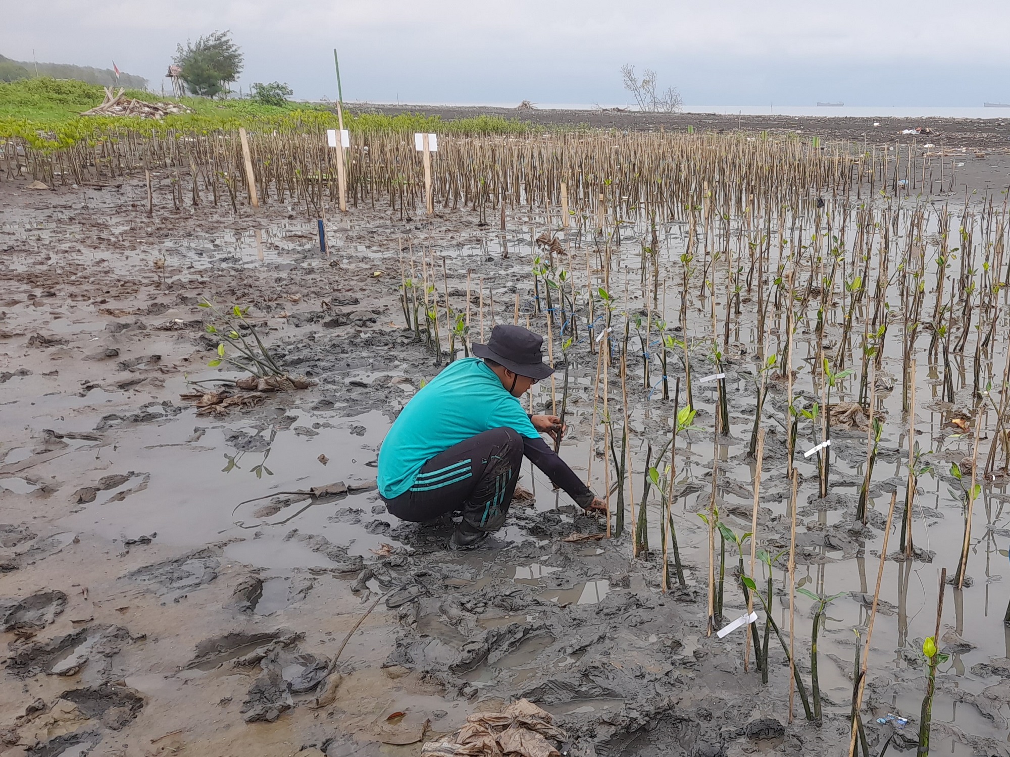 Hapus Jejak Emisi Karbon di Bumi, Mangrove Tag Tanam dan Pantaukan 100 ...