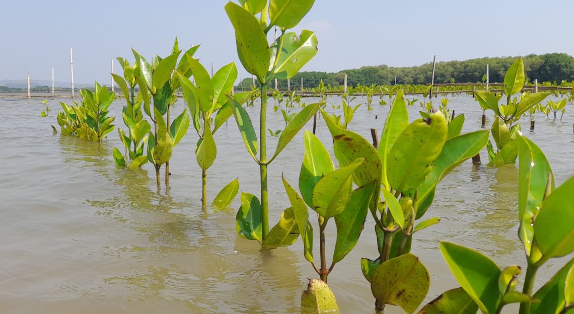 Bisa Hapus Jejak Emisi Karbon di Bumi, Hasil Pemantauan-Mangrove ...