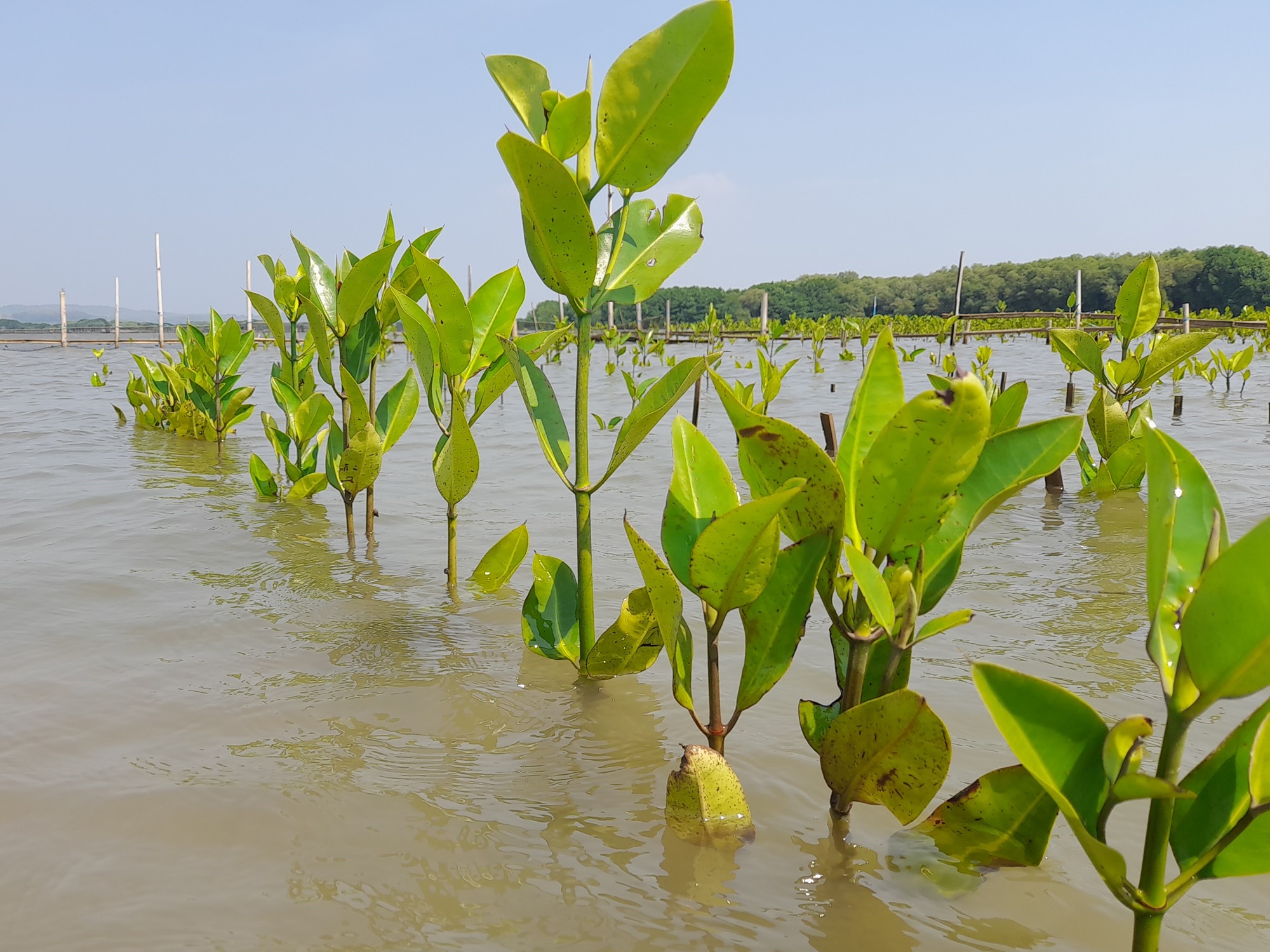 Bisa Hapus Jejak Emisi Karbon di Bumi, Hasil Pemantauan-Mangrove ...