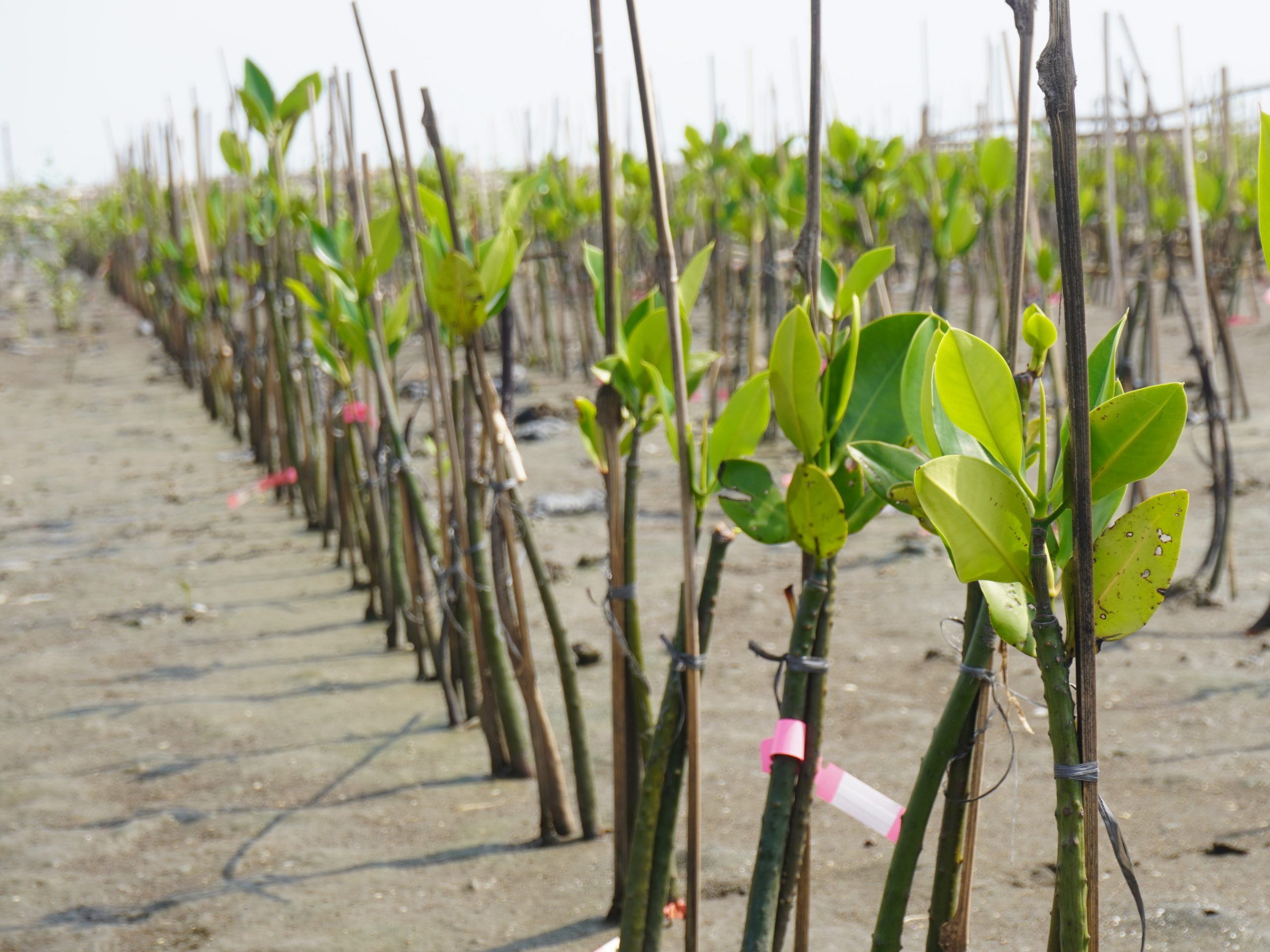 Bisa Hapus Jejak Emisi Karbon di Bumi, Hasil Pemantauan-Mangrove ...