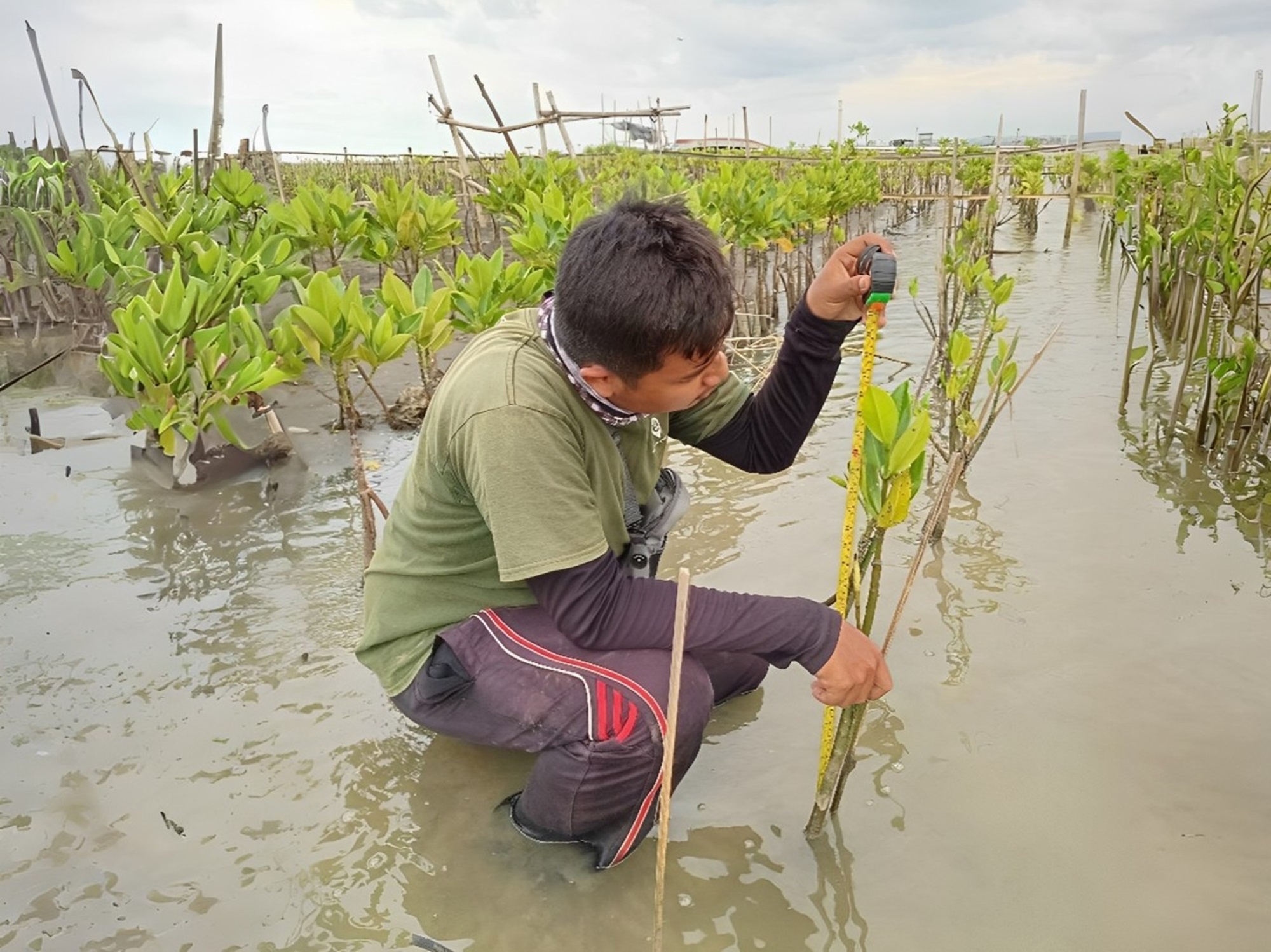 Bisa Hapus Jejak Emisi Karbon di Bumi, Hasil Pemantauan-Mangrove ...