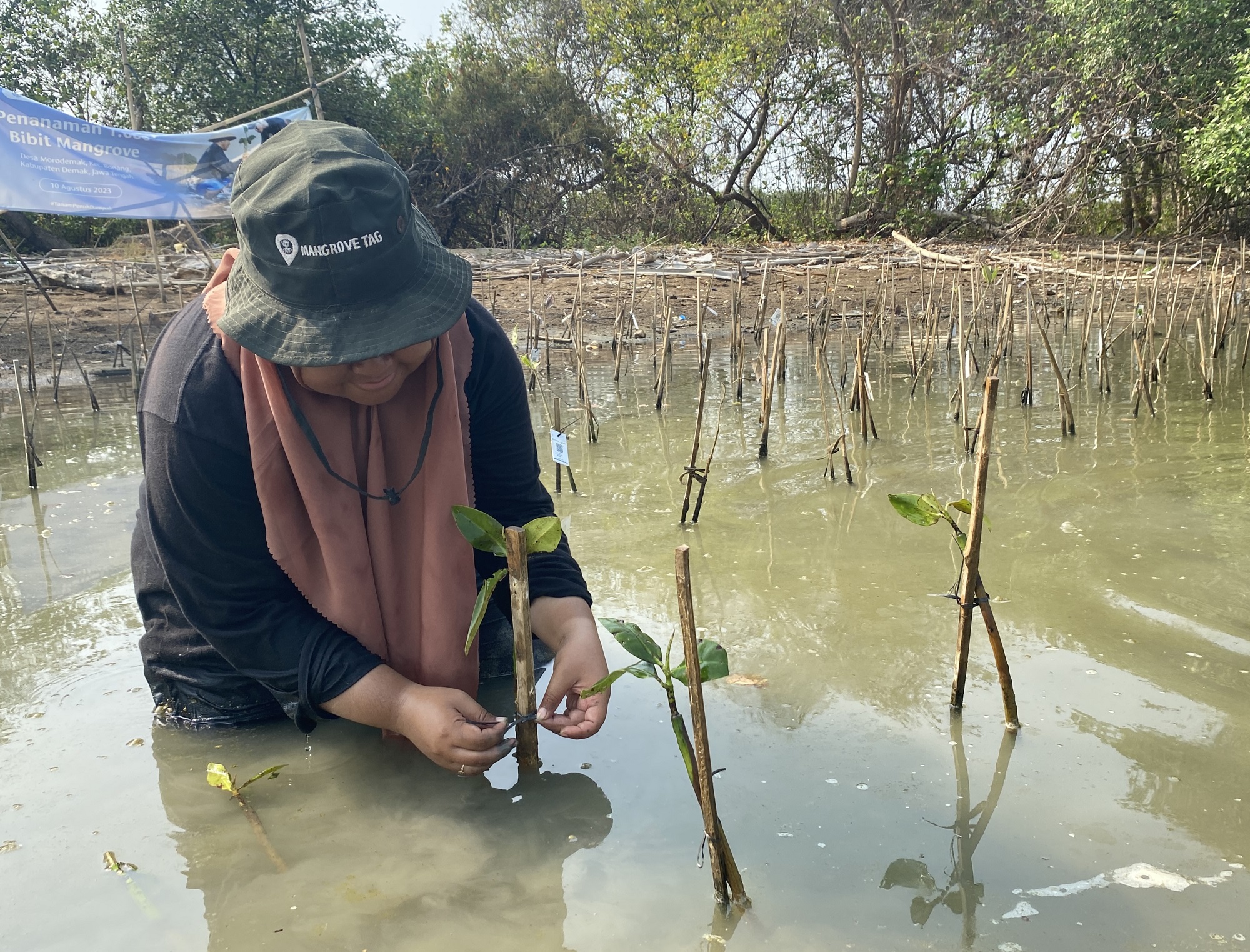 Bisa Hapus Jejak Emisi Karbon di Bumi, Hasil Pemantauan-Mangrove ...