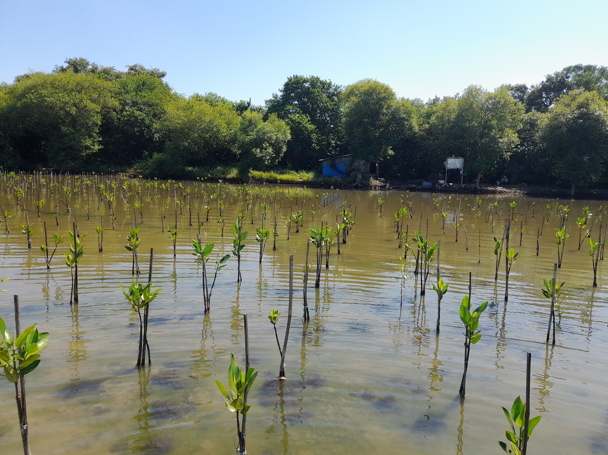 Bisa Hapus Jejak Emisi Karbon di Bumi, Hasil Pemantauan-Mangrove ...