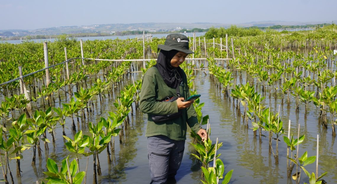 Bisa Hapus Jejak Emisi Karbon di Bumi, Hasil Pemantauan-Mangrove ...