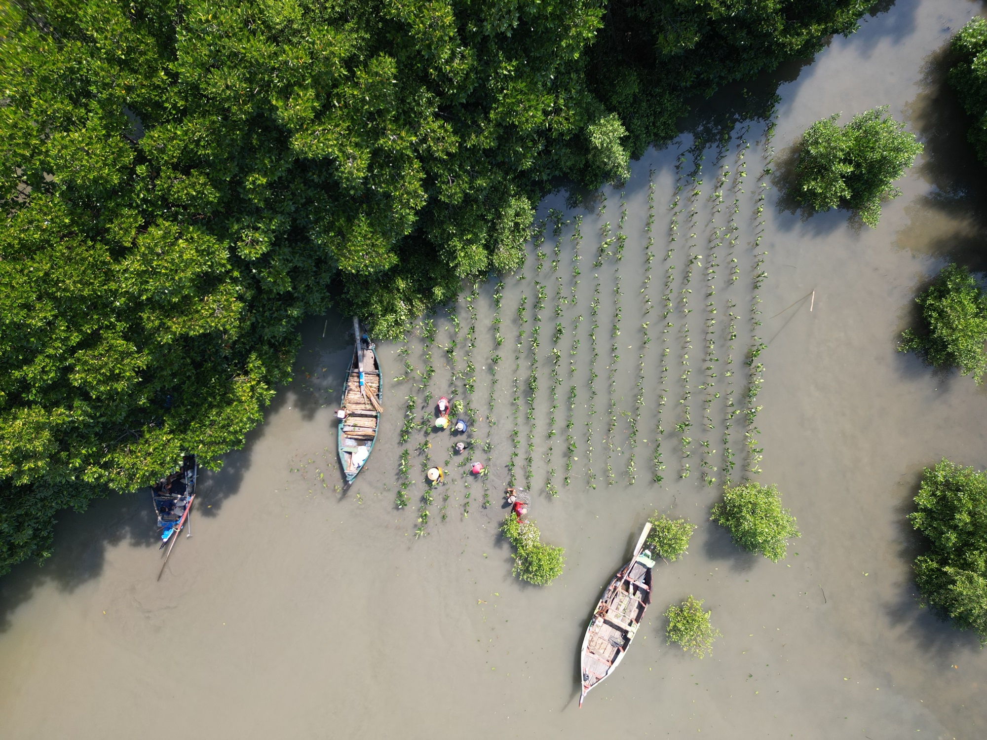Mengapa Mangrove Menyerap Karbon Lebih Banyak? – Mangrove Tag