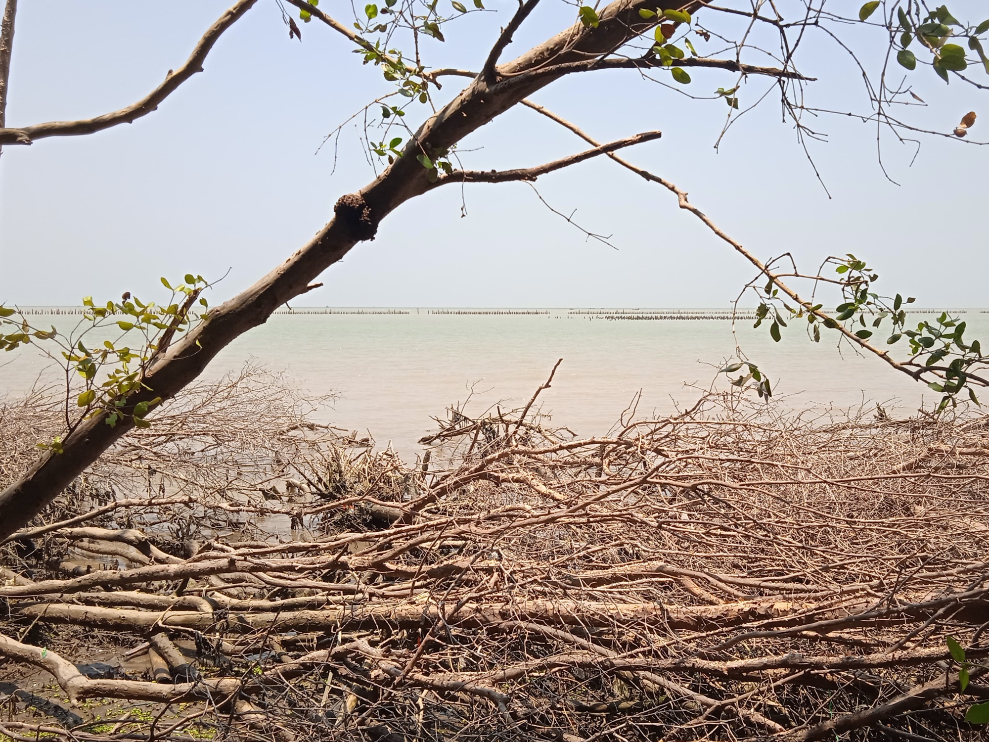 Apa yang Terjadi Jika Hutan Mangrove Dirusak? – Mangrove Tag