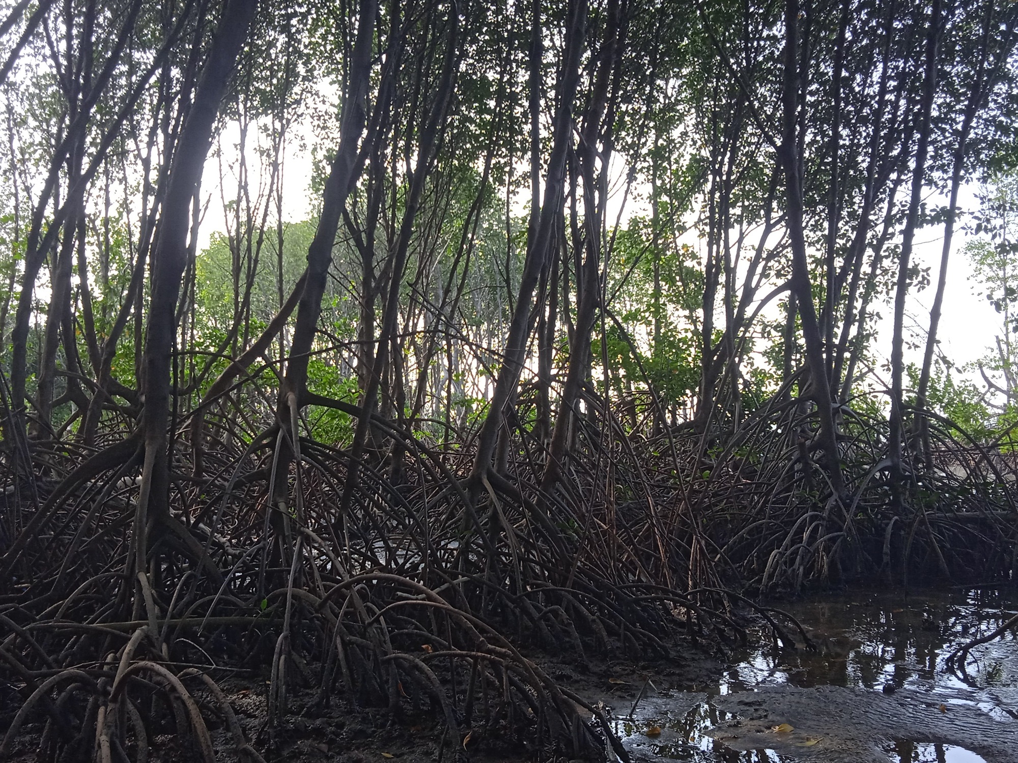 Apakah Mangrove Dapat Menyerap Karbon? – Mangrove Tag