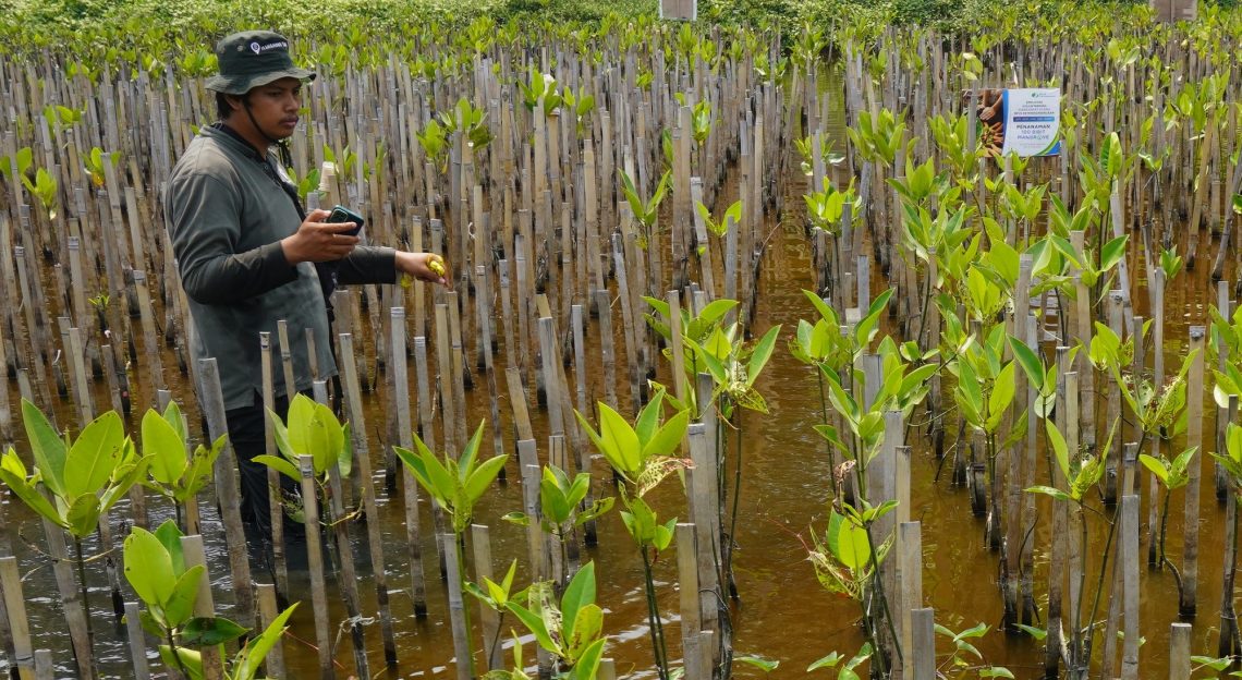 Bisa Hapus Jejak Emisi Karbon di Bumi, Hasil Pemantauan-Mangrove ...