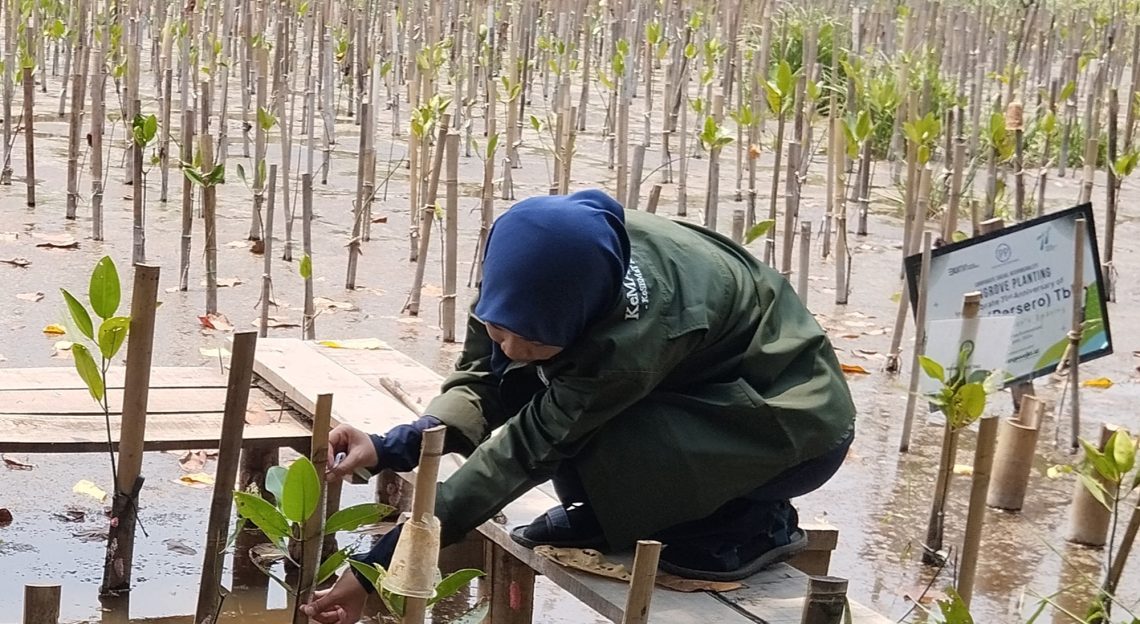 Bisa Hapus Jejak Emisi Karbon di Bumi, Hasil Pemantauan-Mangrove ...