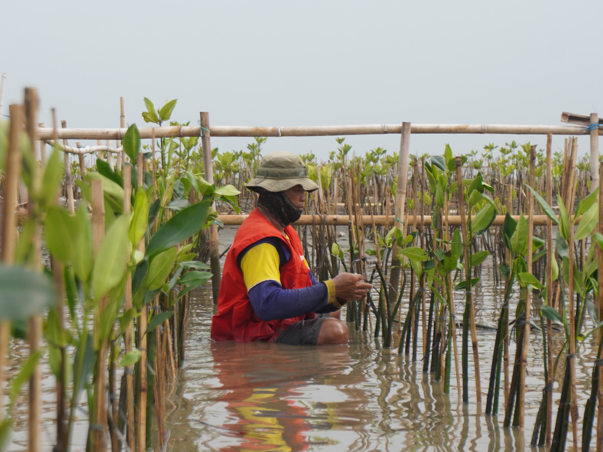 Bisa Hapus Jejak Emisi Karbon di Bumi, Hasil Pemantauan-Mangrove ...