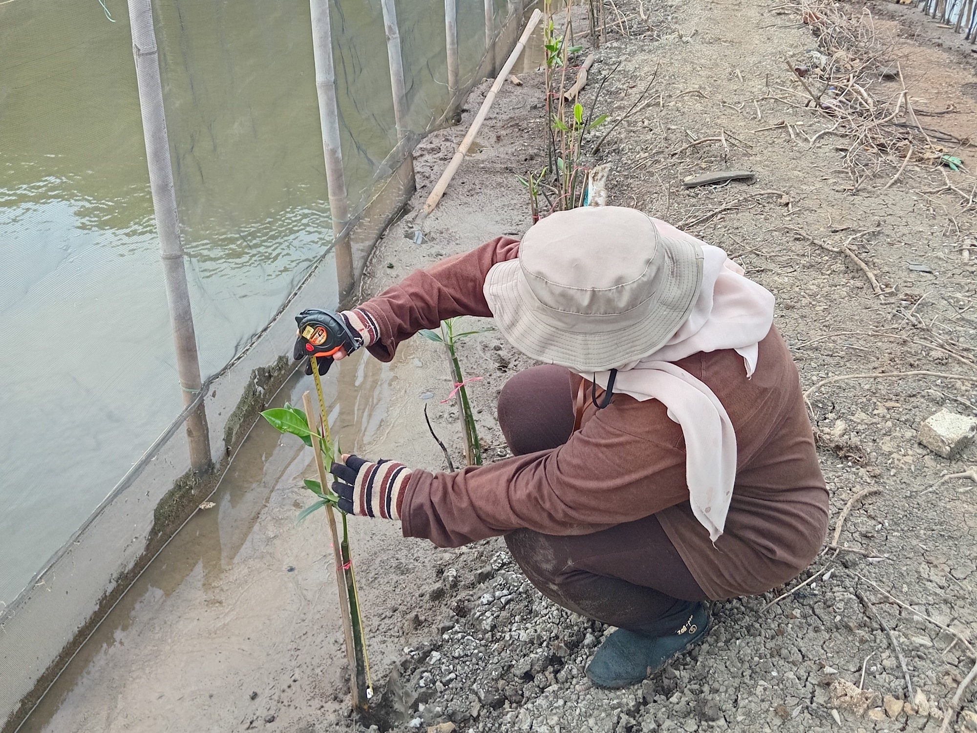 Bisa Hapus Jejak Emisi Karbon di Bumi, Hasil Pemantauan-Mangrove ...