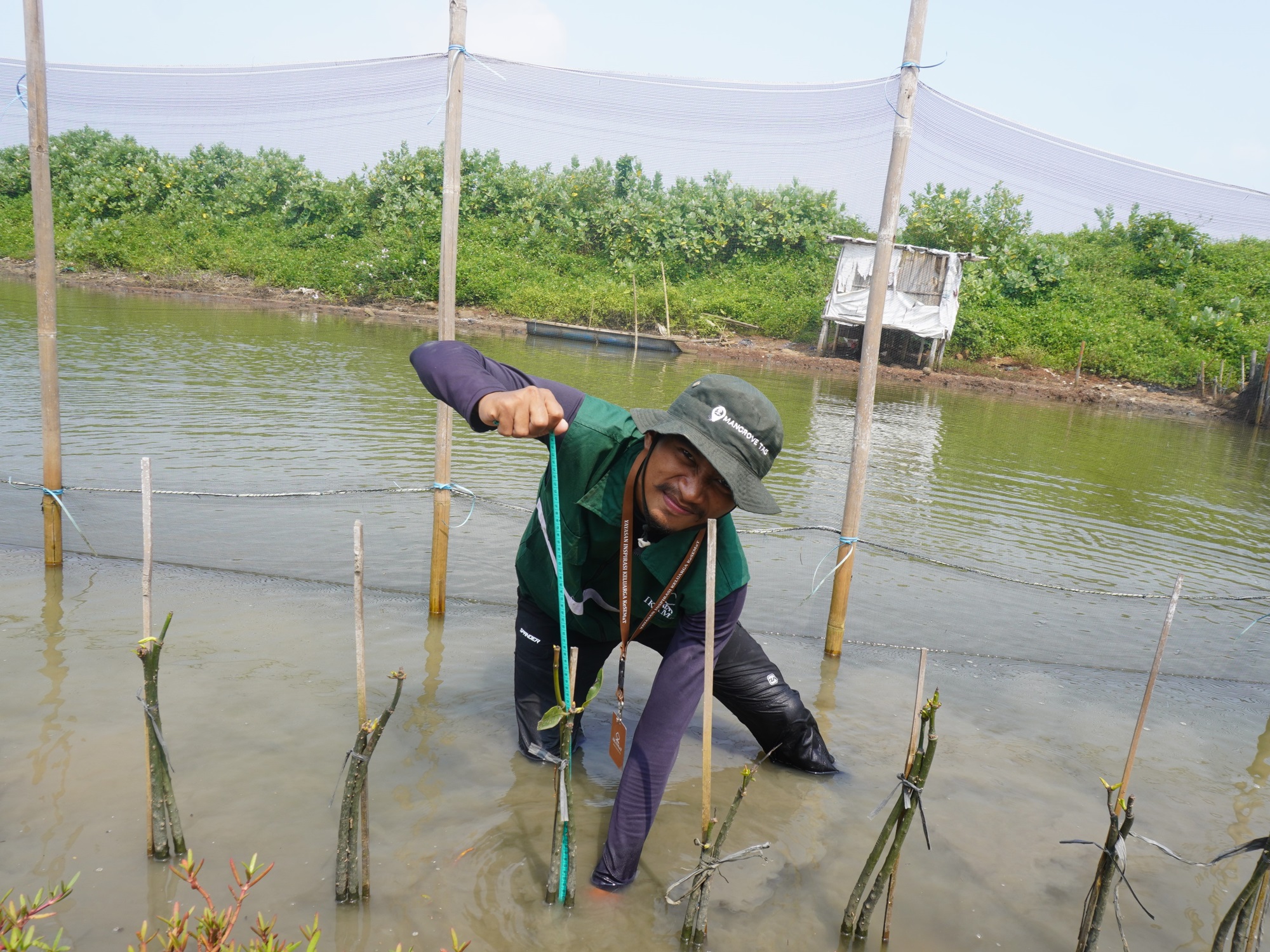 Bisa Hapus Jejak Emisi Karbon di Bumi, Hasil Pemantauan-Mangrove ...