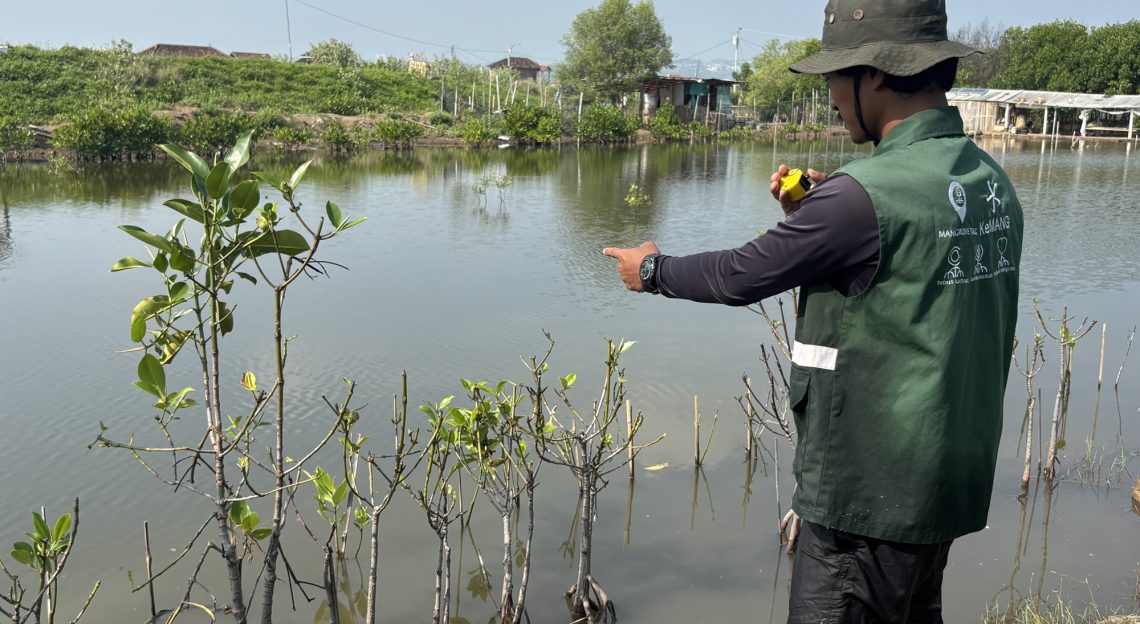 Bisa Hapus Jejak Emisi Karbon di Bumi, Hasil Pemantauan-Mangrove ...