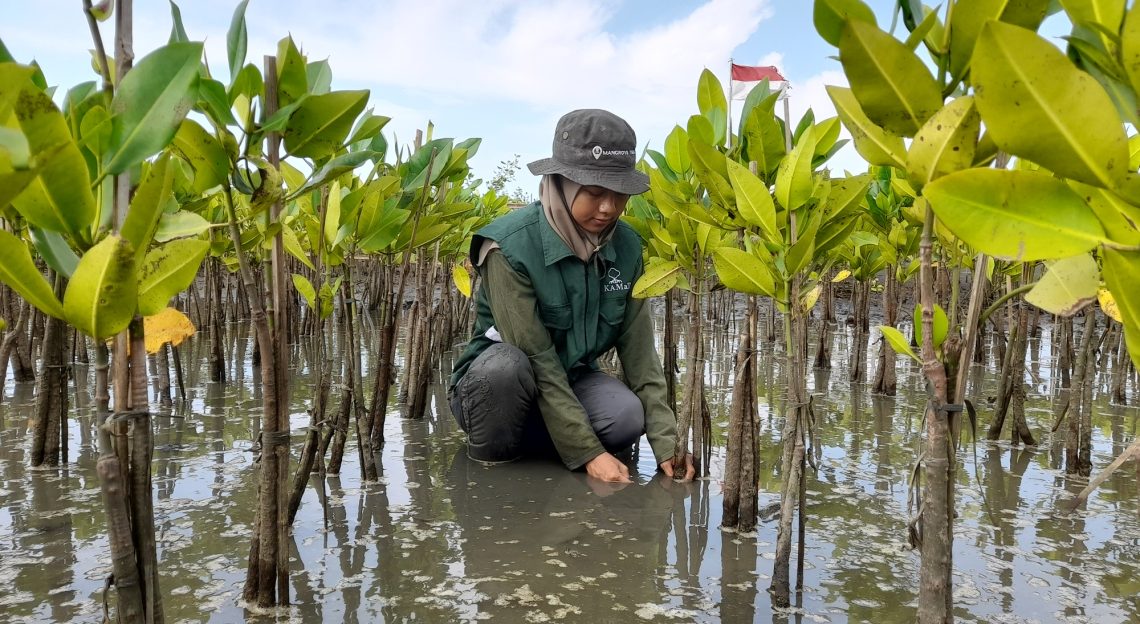 Strategi Penanaman dan Pemantauan Bibit Mangrove oleh Mangrove Tag ...