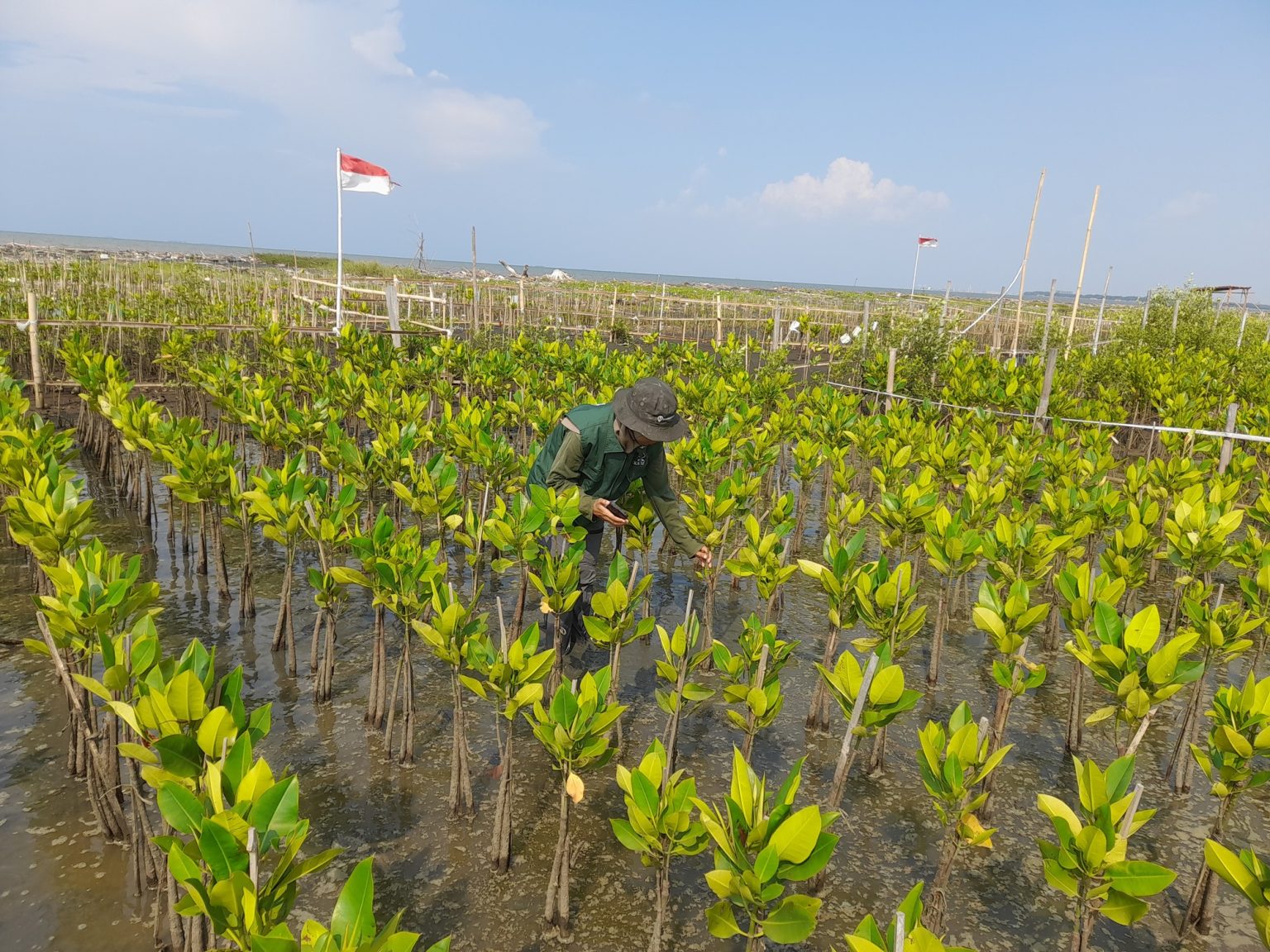 Mangrove Tag – Tanam dan Pantau Mangrove Kita!