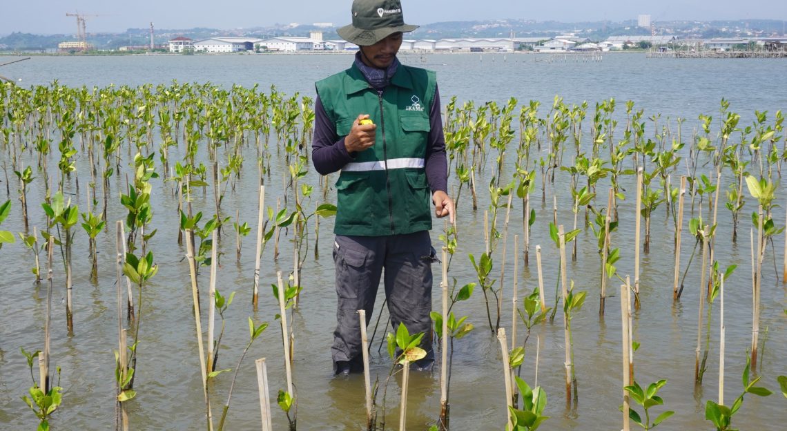 Bisa Hapus Jejak Emisi Karbon di Bumi, Hasil Pemantauan-Mangrove Bulan ...