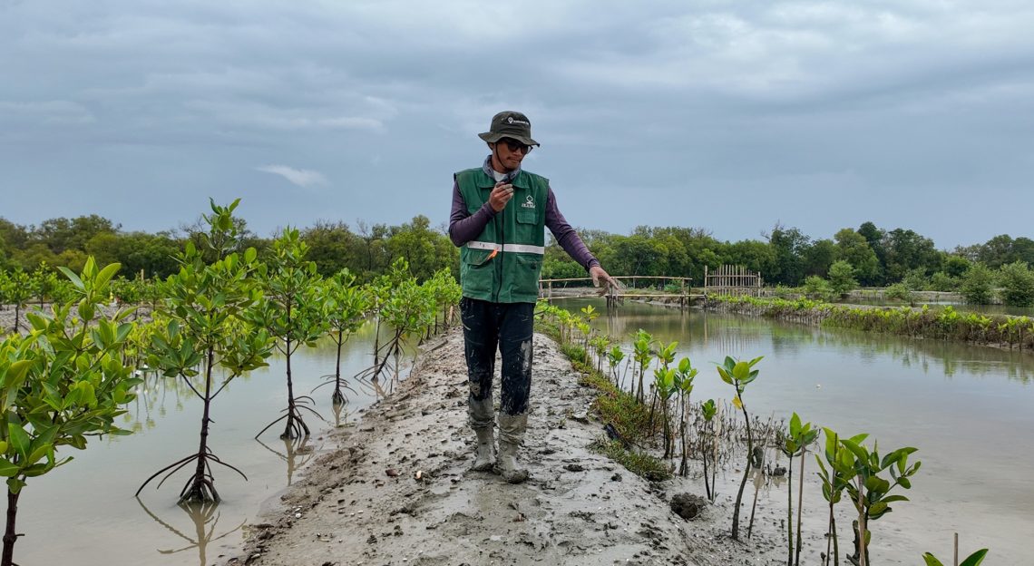 Bisa Tebus Jejak Emisi Karbon di Bumi, Hasil Pemantauan-Mangrove Bulan ...